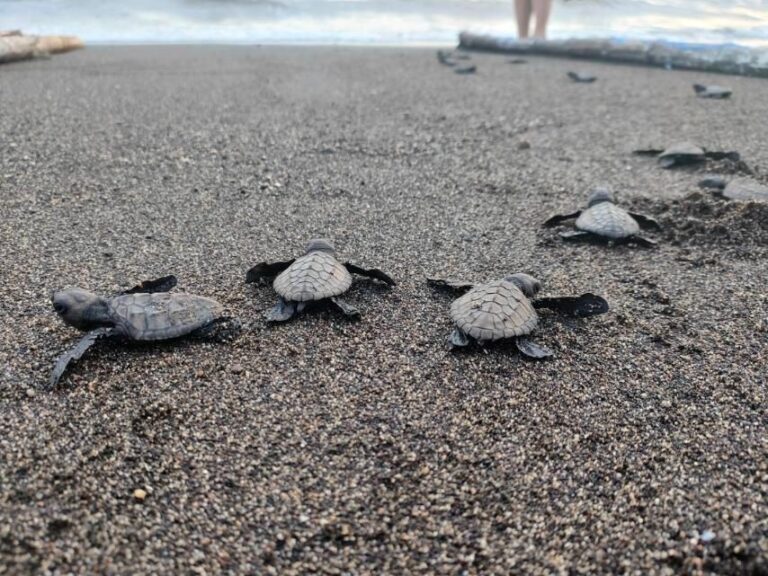 Aboitiz Land Releases 331 Pawikan Hatchlings At Seafront Residences ...