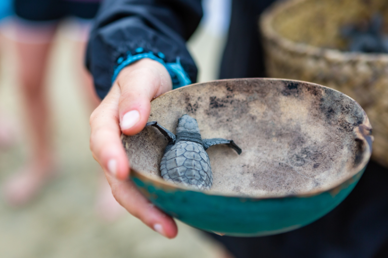 Seafront Residences dives into successful pawikan outreach in Batangas ...